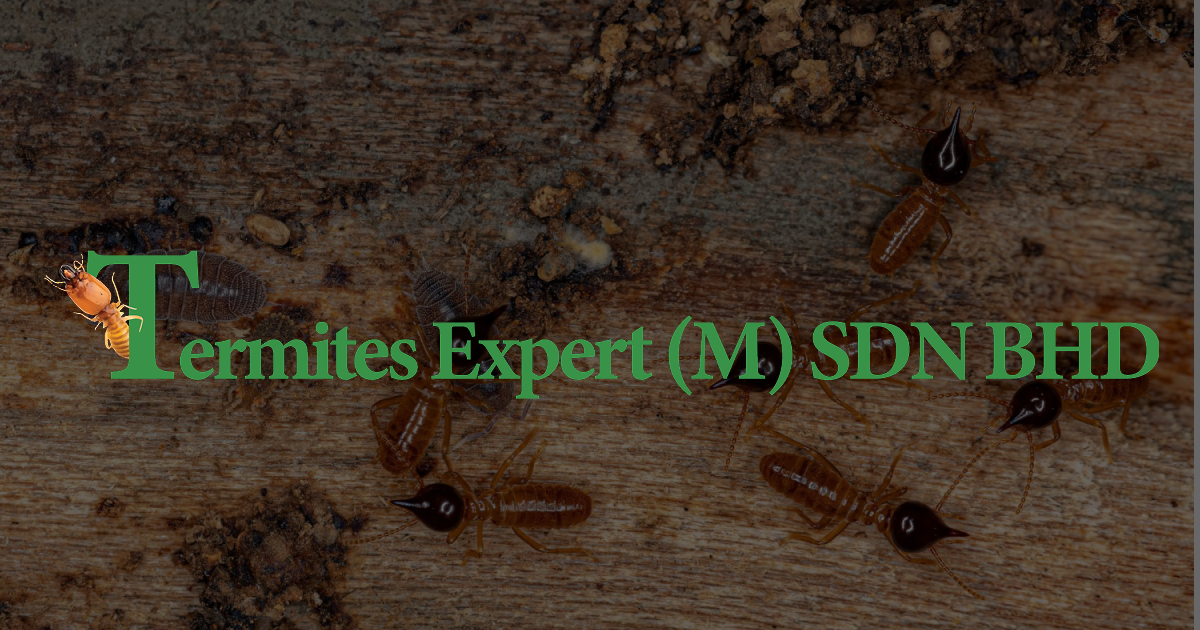 Termite Pest Control 2026 | R Termites Malaysia Sdn Bhd